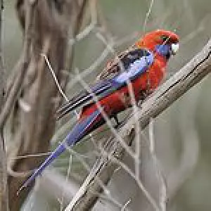 Rosella rot (Platycercus elegans flaveolus)