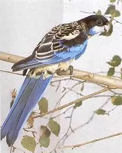 Schwarzköpfige Rosella (Platycercus venustus)