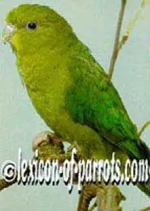 Желтолобый толстоклювый папугай (Bolborhynchus aurifrons)