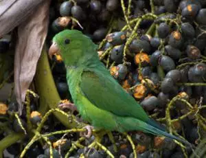 Parrot-baskê sor (Brotogeris chrysoptera)