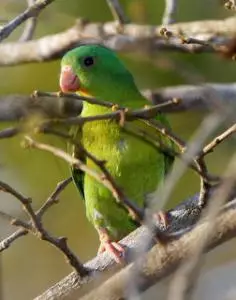 Parrot-qirika pirteqalî (Brotogeris jugularis)