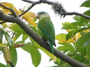 Parrotê gewr-gewr û zirav (Brotogeris pyrrhopterus)