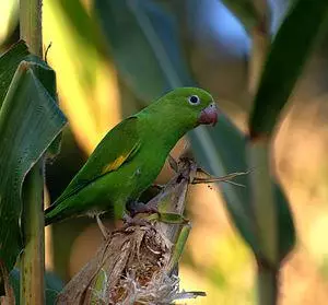 Parrot-baskê zer (Brotogeris chiriri)