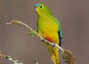 Parrot ya udzu wonyezimira wagolide (Neophema chrysogaster) -