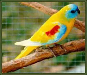 Parrot ya mawere ofiira ofiira (Neophema splendida)