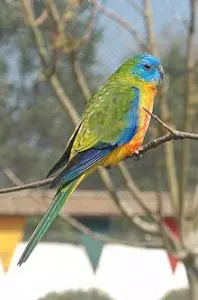 Azure Grass Parrot (Neophema pulchella)