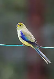 Parrot ya mapiko a buluu (Neophema chrysostoma)