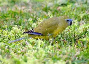 Parrot ya udzu wamwala (Neophema petrophila)