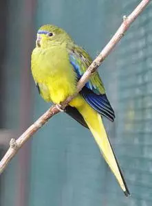 Umhombiso weGrass Parrot (iiNeophema elegans)