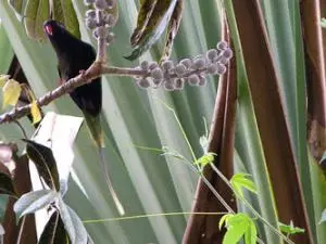 Lory oo lagu qurxiyey Lory (Charmosyna palmarum)