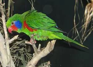 Lori decorado de caras vermellas (Charmosyna placentis)