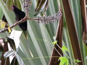 Loby voaravaka palmie (Charmosyna palmarum) -