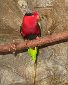 Papuanska ukrašena Lori (Charmosyna papou)