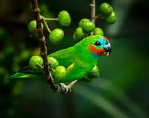 Kub -sided daim duab parrot (Cyclopsitta diophthalma) -