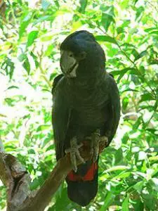 Gushyingura cockatoo (Calyptorhynchus (Zanda) funereus)