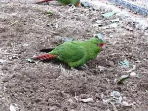 Dogon dogon zanen emerald parrot photo: hoto, bidiyo, abun ciki da haifuwa