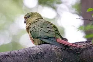 Emerald Parrot (Enicognathus ferrugineus)