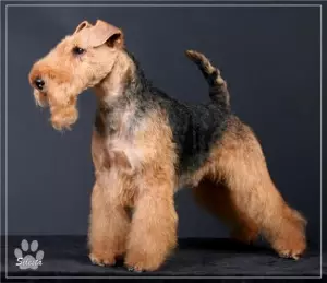 Welsh Terrier: tausi fale, ata, faʻatau, ata vitio, tau