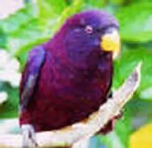 Çerwi gyzyl lorikeet (Trichoglossus rubiginosus) -