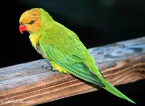 Sary kelleli Lorikeet (Trichoglossus euteles)