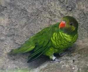 Sary-ýaşyl lorikeet (Trichoglossus flavoviridis)