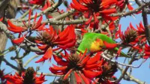 lorikeet ពហុពណ៌ (Trichoglossus hematodus)