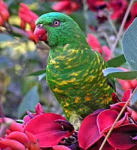 lorikeet តុបតែង (Trichoglossus ornatus)