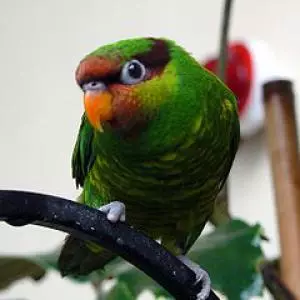 Ang lorikeet ni Johnston (Trichoglossus johnstoniae) -