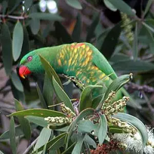 Лорикет со лушпести гради (Trichoglossus chlorolepidotus)