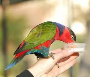 Ladies wide -tailed lory (Lorius lory) -