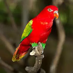 Лориуси думи васеъи зарддор (Lorius garrulus)