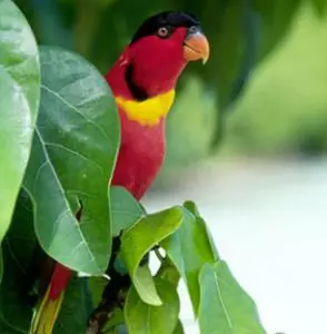 Лориси думи сабз (Lorius chlorocercus)