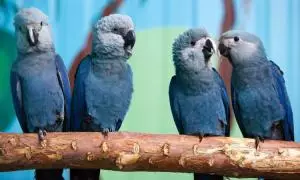 Blue Macaw (Cyanopsitta spixii) -