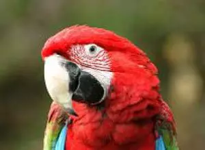 Macaw asgell werdd (Ara chloroptera)