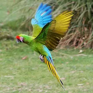 პატარა ჯარისკაცი macaw (Ara militaris)