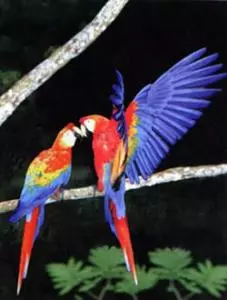 Macaw merah (Ara macao)
