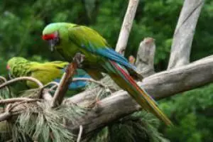 Macaw tas-Suldat (Ara ambiguus)