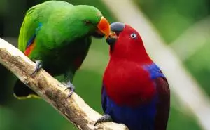 Parot gwyrdd-goch Noble (Eclectus roratus, Lorius roratus) -