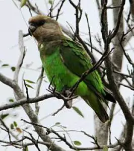 பிரவுன்-ஹெட் கிளி (பாயிஸ்பாலஸ் கிரிப்டோக்சாந்தஸ்