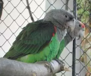 Garā spārna papagailis (Poicephalus robustus)