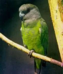 Nyamniam pappagallo dalle ali lunghe (Poicephalus crassus)