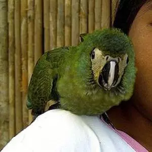 Red-bellied macaw ?: ဓာတ်ပုံ၊ ဗွီဒီယို၊ အကြောင်းအရာနှင့်မျိုးပွားခြင်း