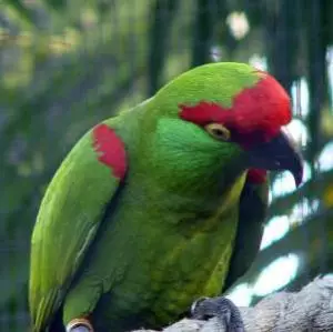 Thick -billed macaw (Rhynchopsitta pachyrhyncha) -