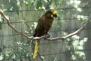 Brún glinsterende lory (Chalcopsitta duivenbodei)