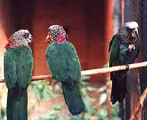 Фен папагал photo: снимка, видео, съдържание и възпроизвеждане