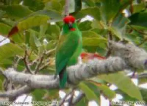 Sulawesian raudona kepurė kabanti papūga (Loriculus stigmatus)