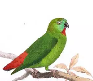 Piekaramais papagailis ar zelta priekšpusi (Loriculus aurantiifrons)