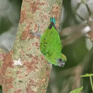 Woodpecker parrot Meeki (Micropsitta meeki)