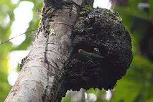 I-Woodpecker Parrot Salvadori (Micropsitta keiensis)