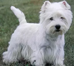 West Highland White Terrier (West Highland White Terrier)